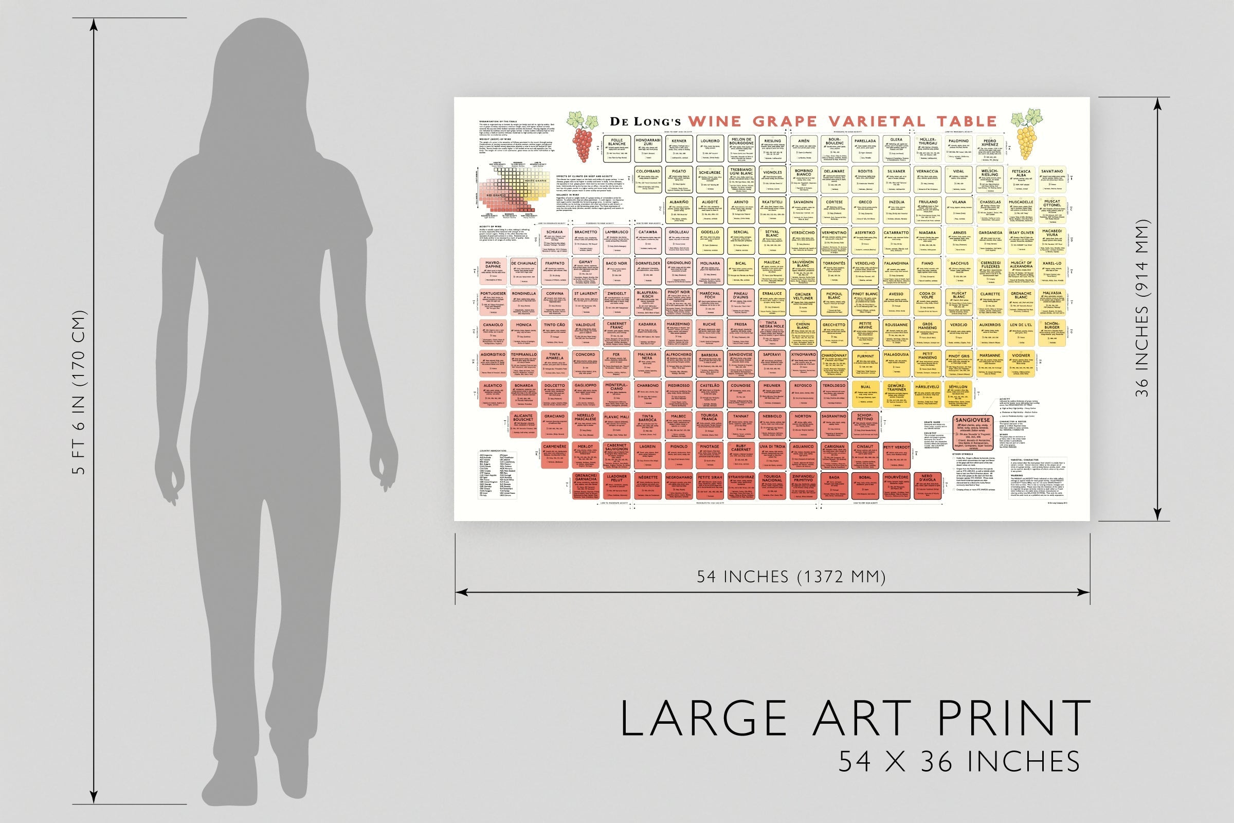 Wine Grape Varietal Table Art Print | De Long